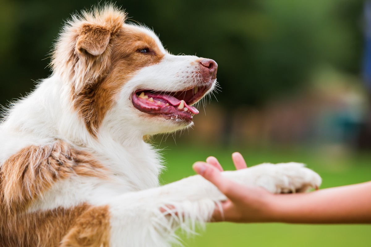 FOCUSED CHOICE DOG TRAINING, LLC-LYNCHBURG, VIRGINIA