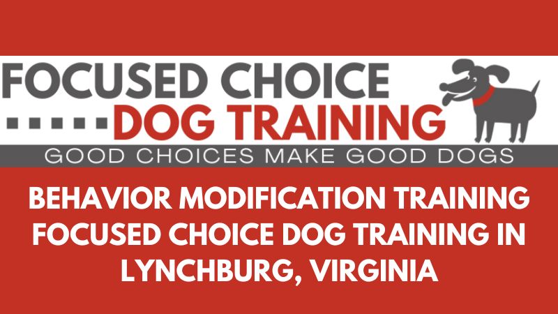 Behavior Modification Training | Focused Choice Dog Training LLC