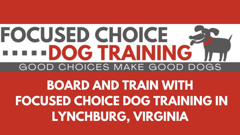 Board And Train | Focused Choice Dog Training LLC