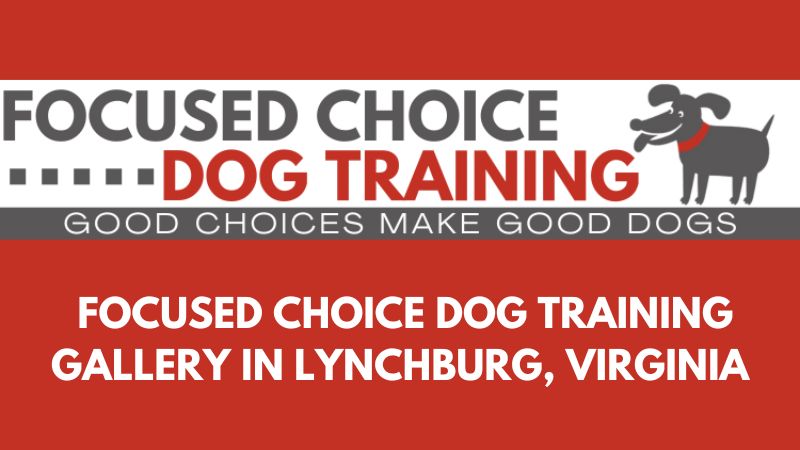 Gallery | Focused Choice Dog Training LLC