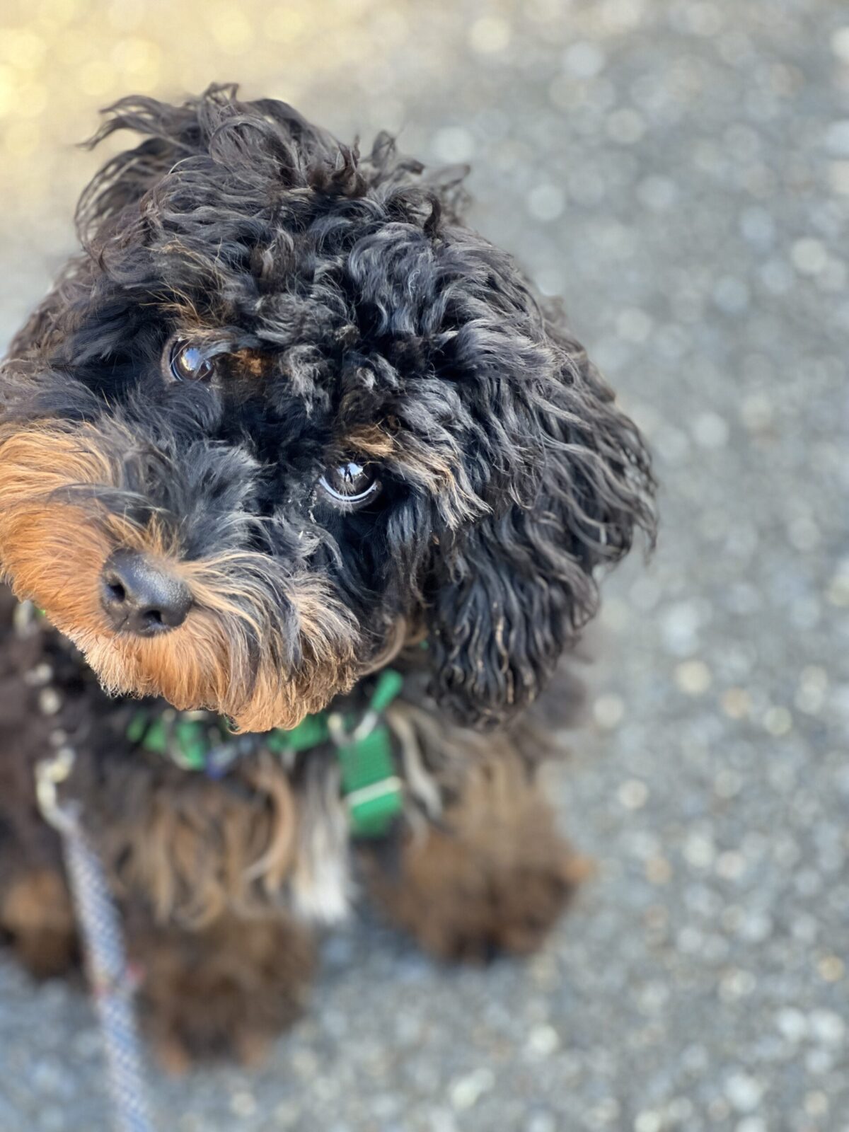 Enhance Your Dog's Behavior With Basic Manners Lessons